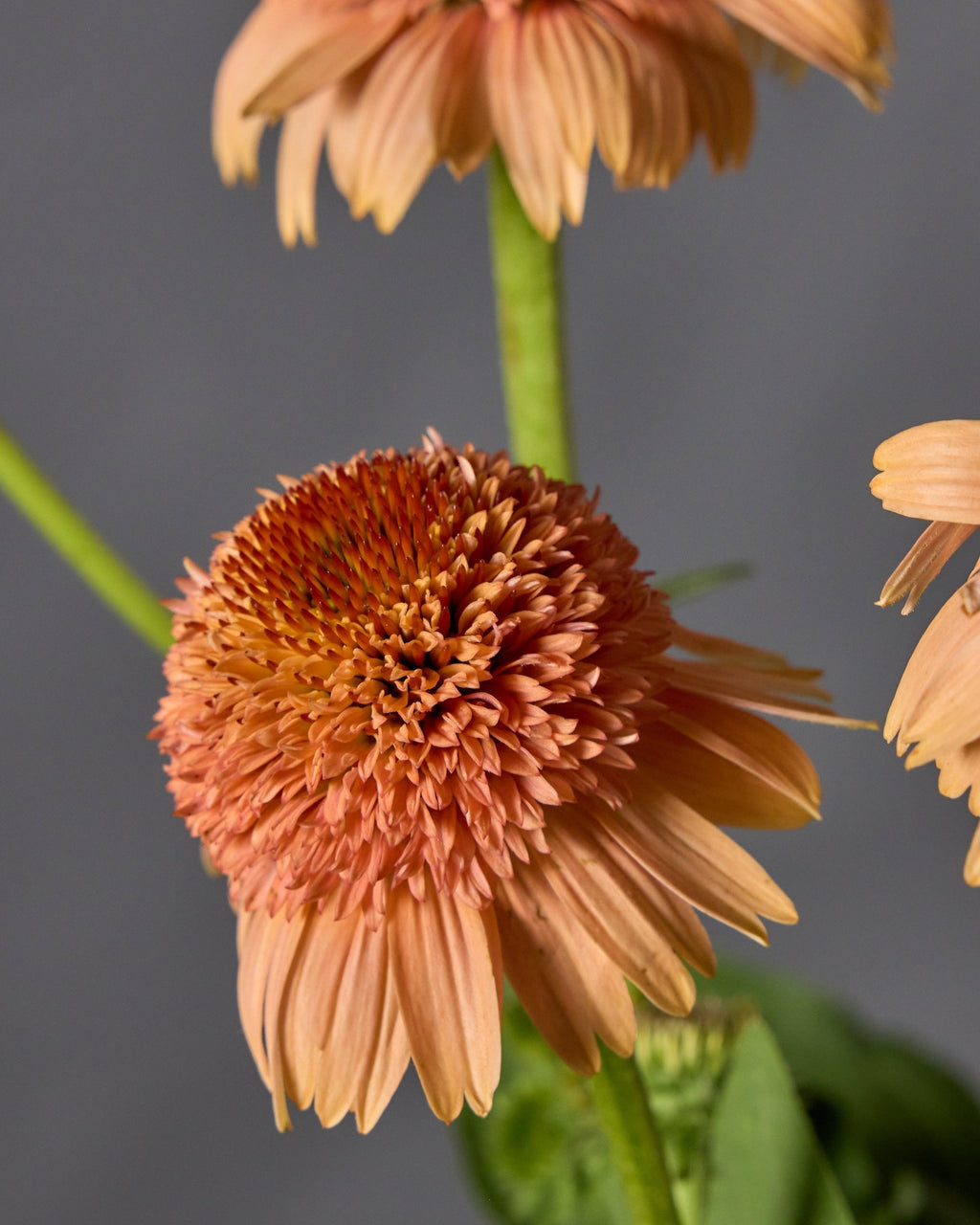 Echinacea Supreme Cantaloupe Plug Plants (3 pack) | Garden Club