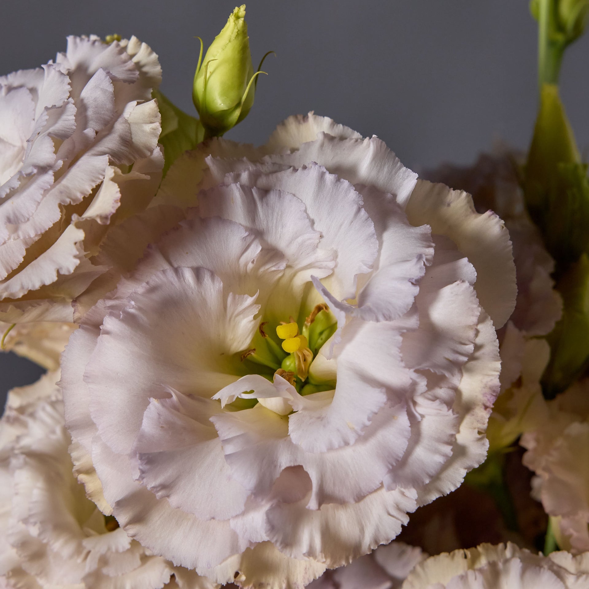 Lisianthus Growing Guide
