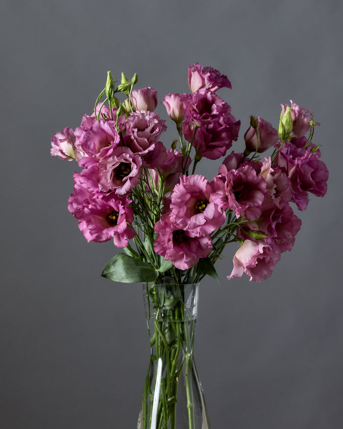 Lisianthus Growing Guide