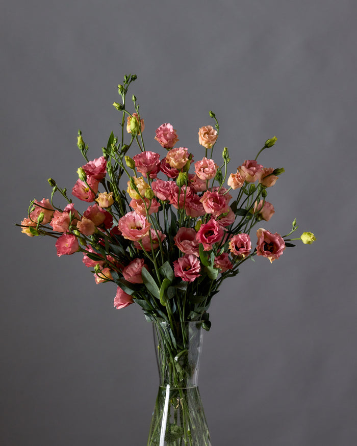 Lisianthus Little Summer 1 Orange (8 plugs)