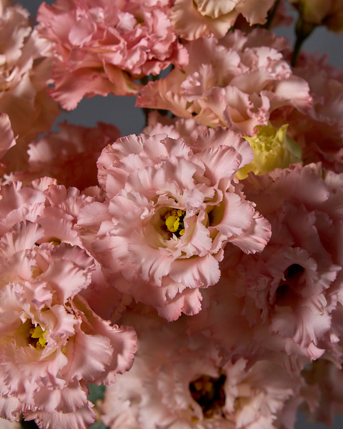 Lisianthus Voyage 2 Light Apricot