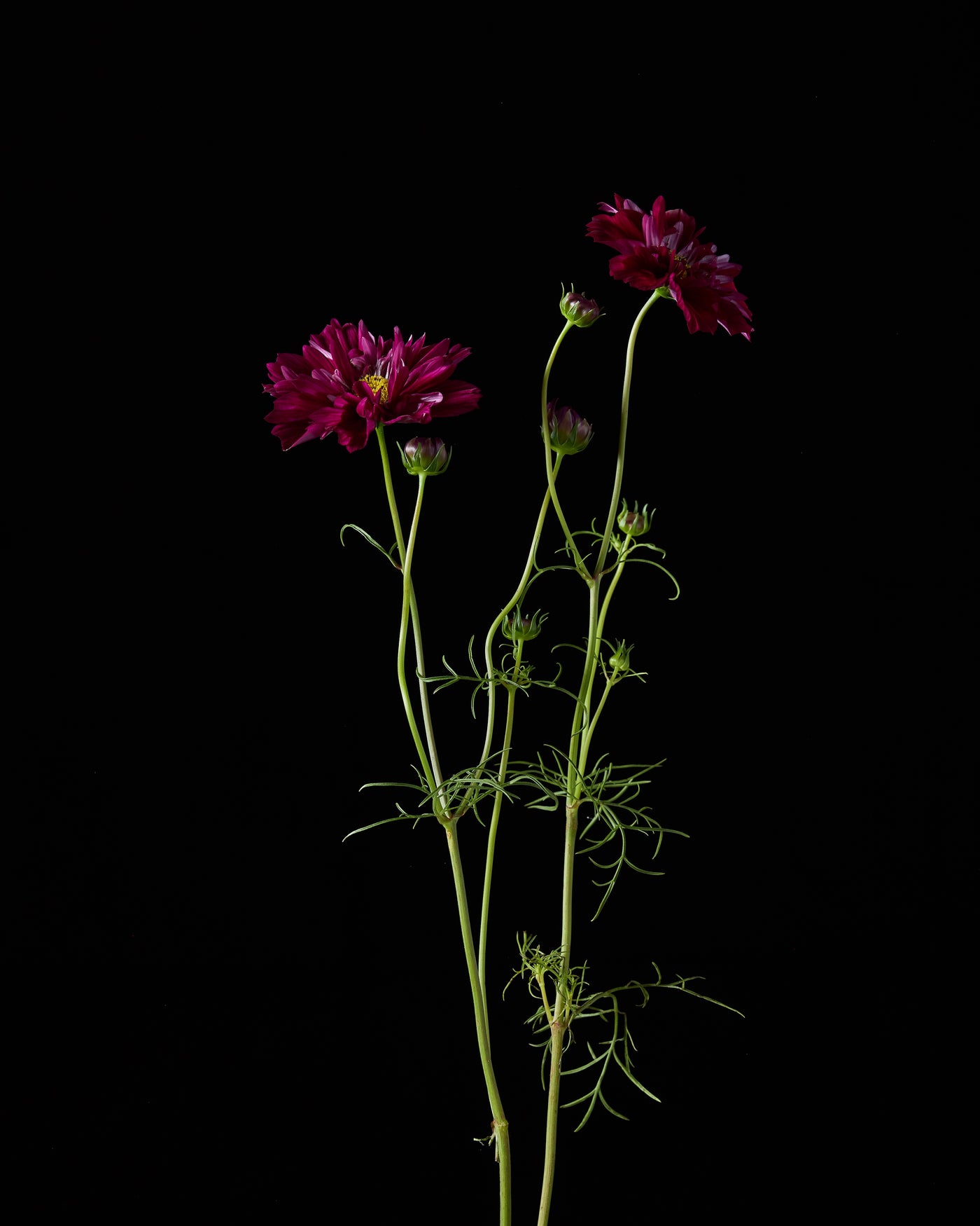 Cosmos Double Dutch Mix Plug Plants (8 pack) | Garden Club