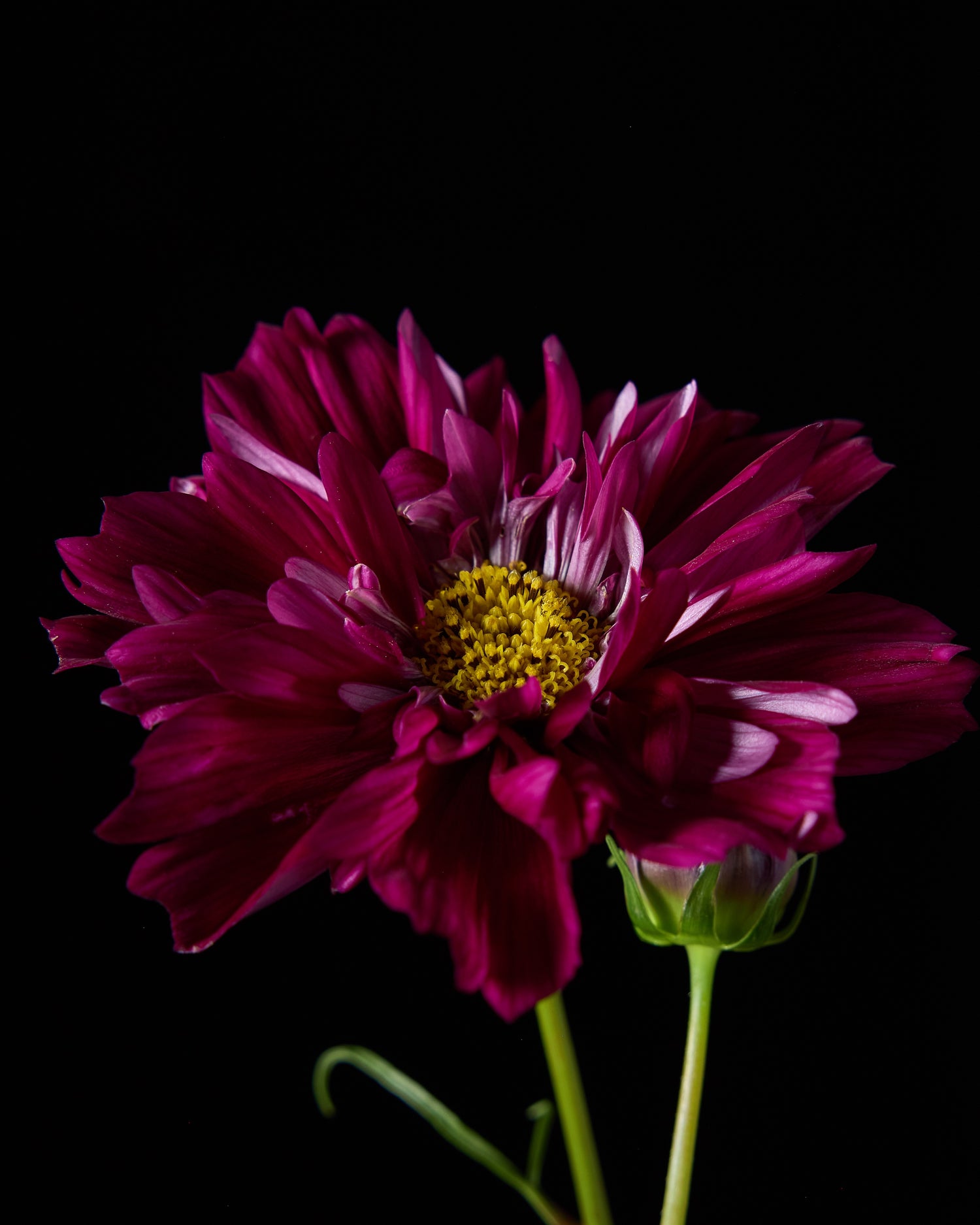 Cosmos Double Dutch Mix Plug Plants (8 pack) | Garden Club