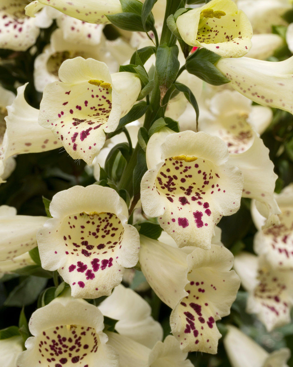 Digitalis Camelot Cream Plug Plants (8 pack) | Garden Club