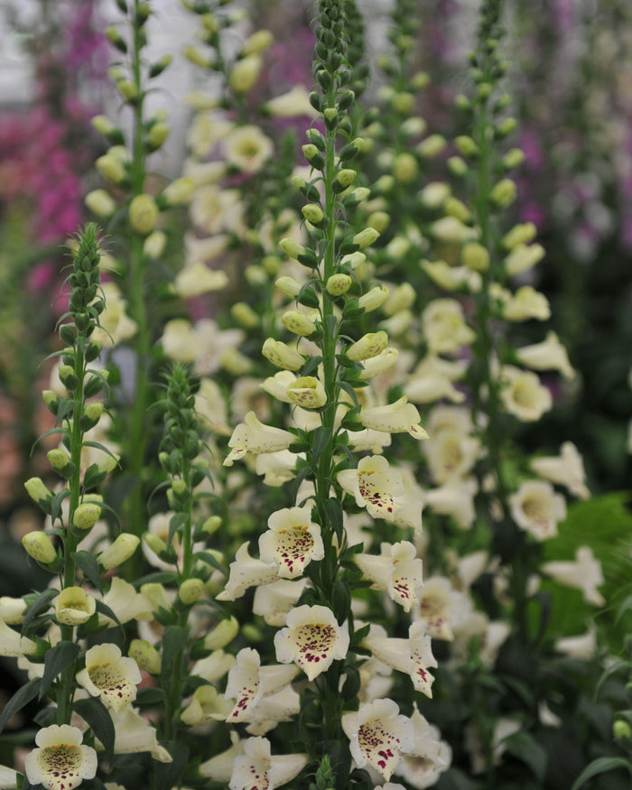 Digitalis Camelot Cream Plug Plants (8 pack) | Garden Club
