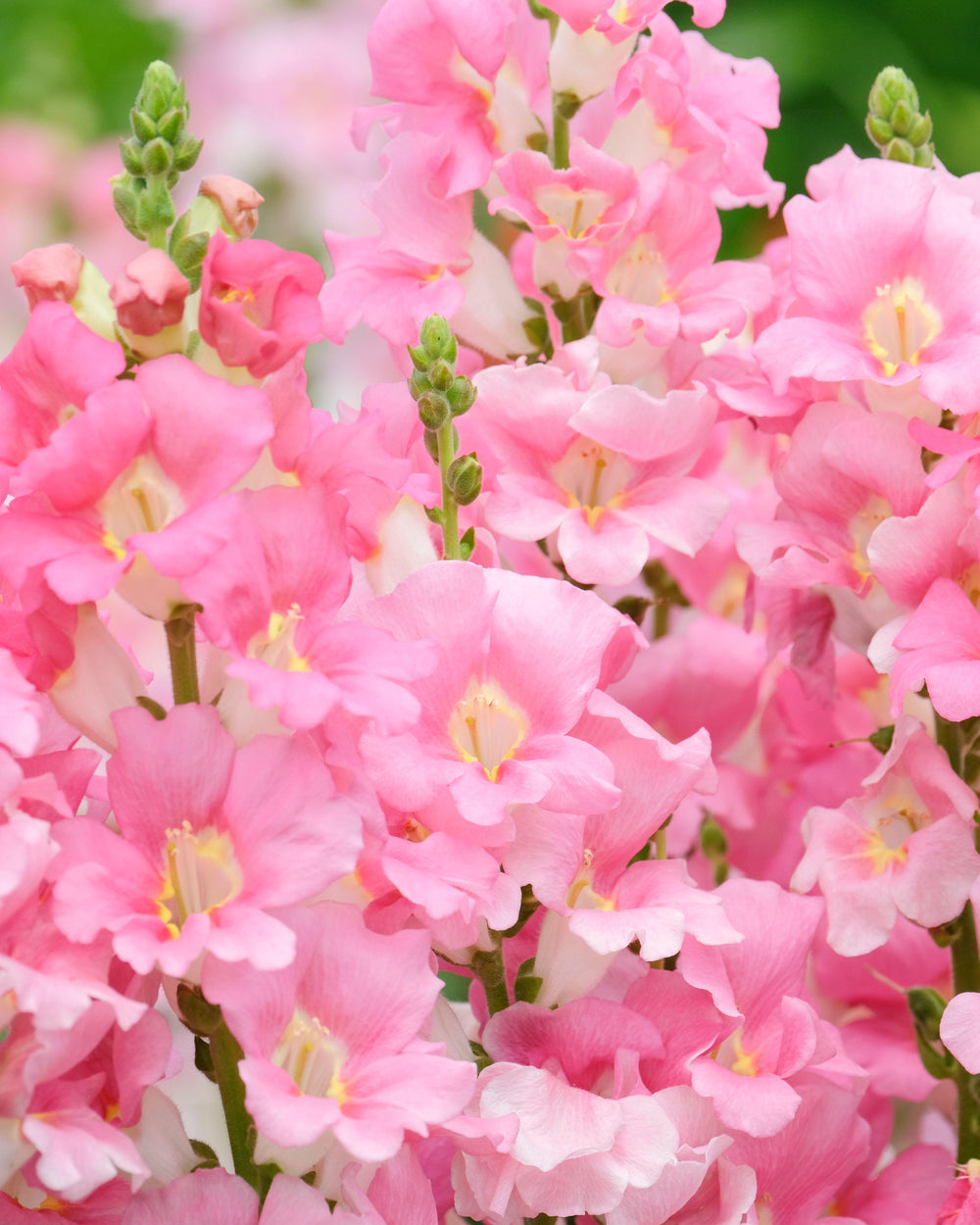 Snapdragon Chantilly Pink Plug Plants (8 pack) | Garden Club