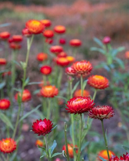 Helichrysum King Mix (8 plugs)