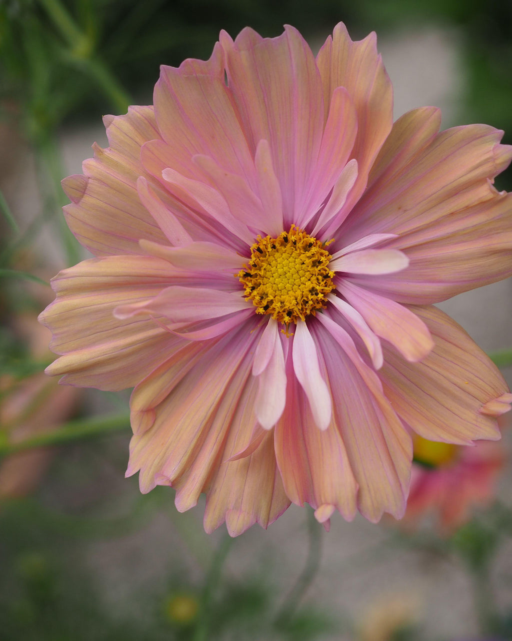Cosmos Apricotta Plug Plants (8 pack) | Garden Club