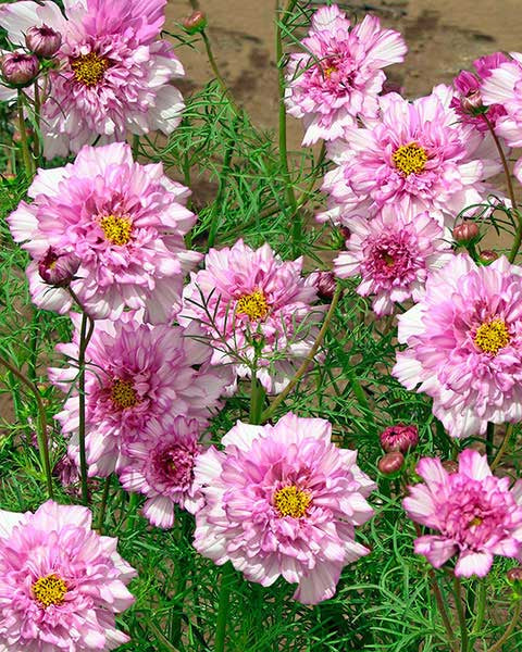 Cosmos Double Click Bicolor Pink Plug Plants (8 pack) | Garden Club
