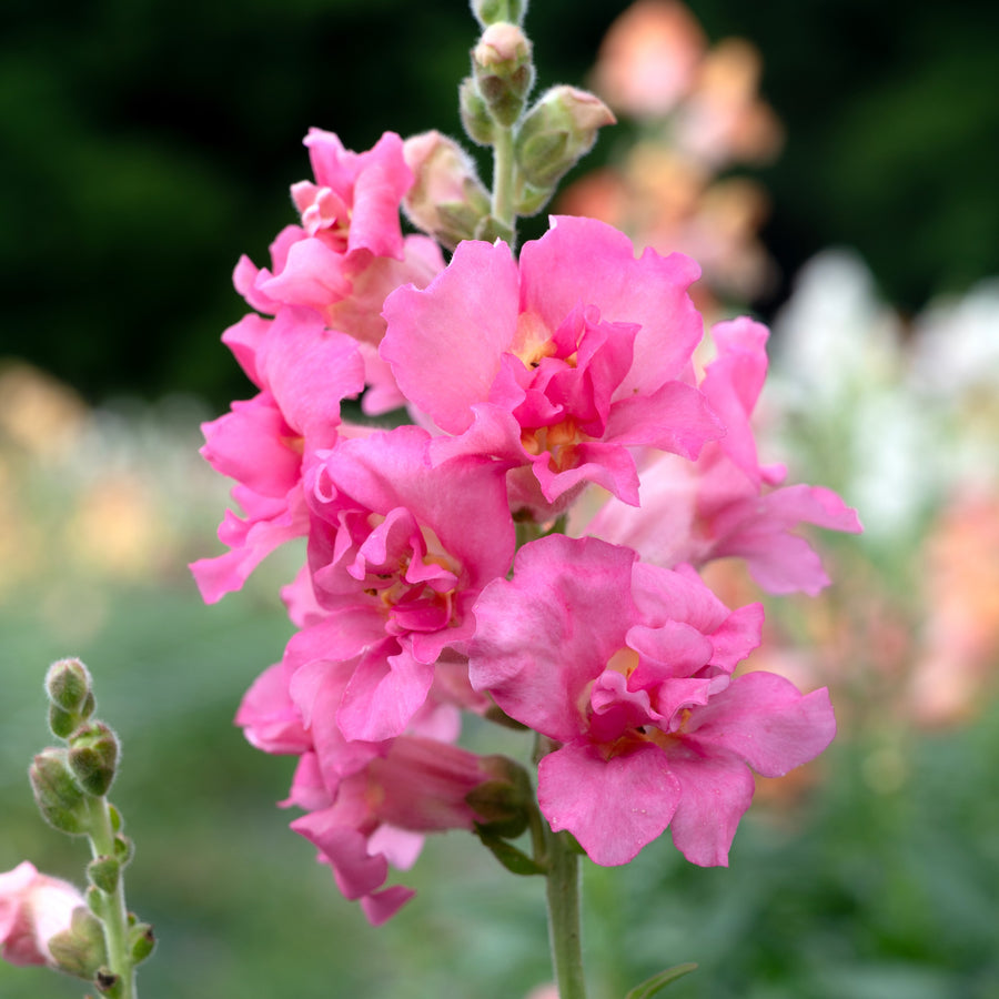 Snapdragon Madame Butterfly Mix Plug Plants (8 pack) | Garden Club