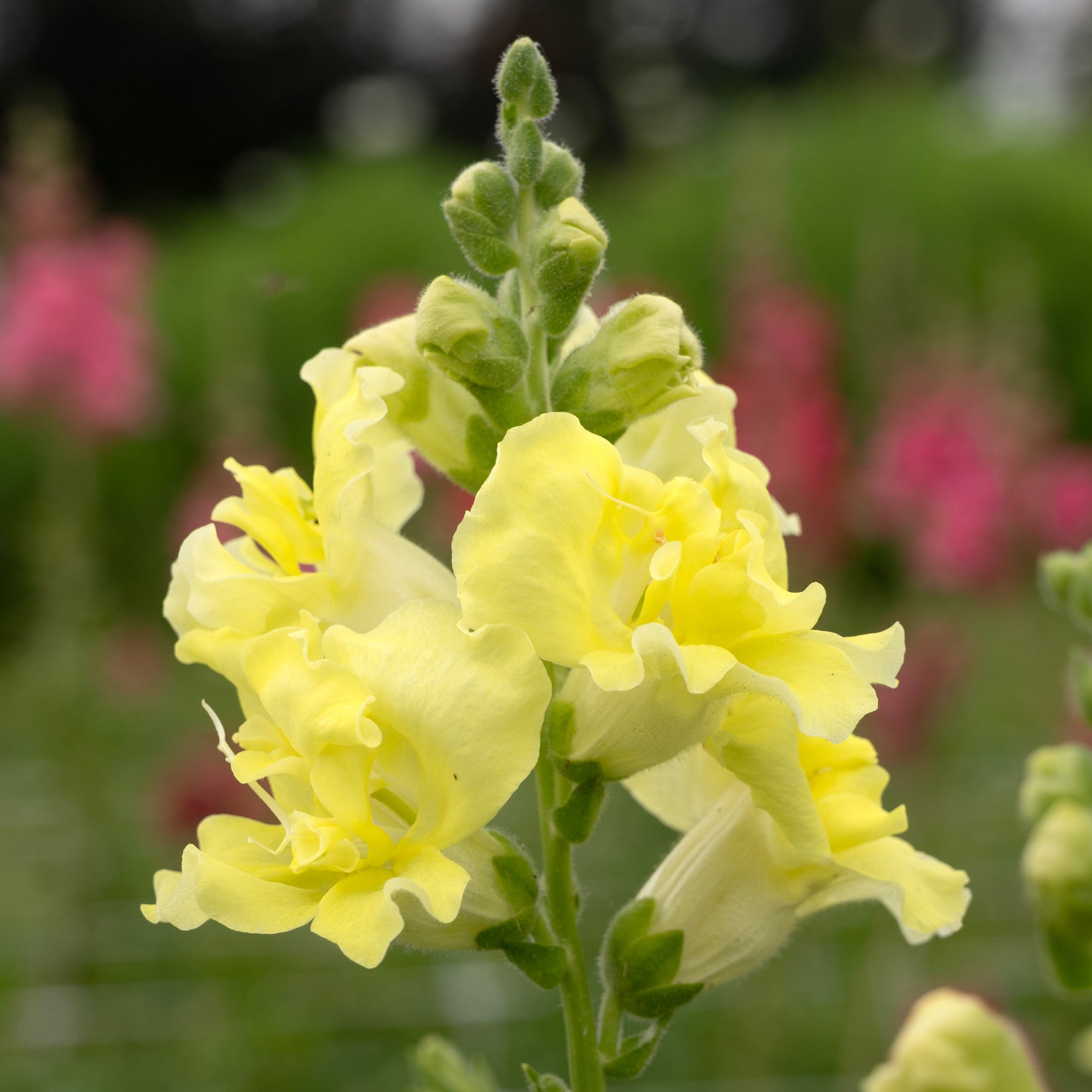 Snapdragon Madame Butterfly Mix Plug Plants (8 pack) | Garden Club