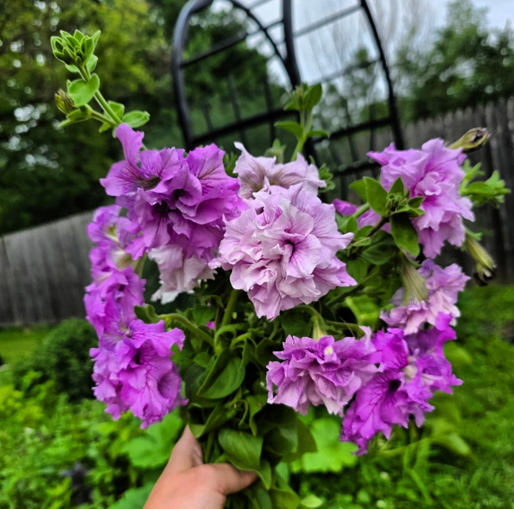 Petunia Growing Guide