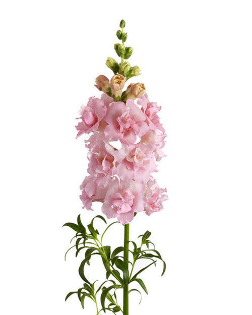 Snapdragon Snapstar Pink Plug Plants (8 pack) | Garden Club