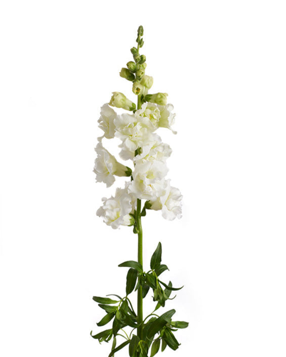 Snapdragon Snapstar White Plug Plants (8 pack) | Garden Club