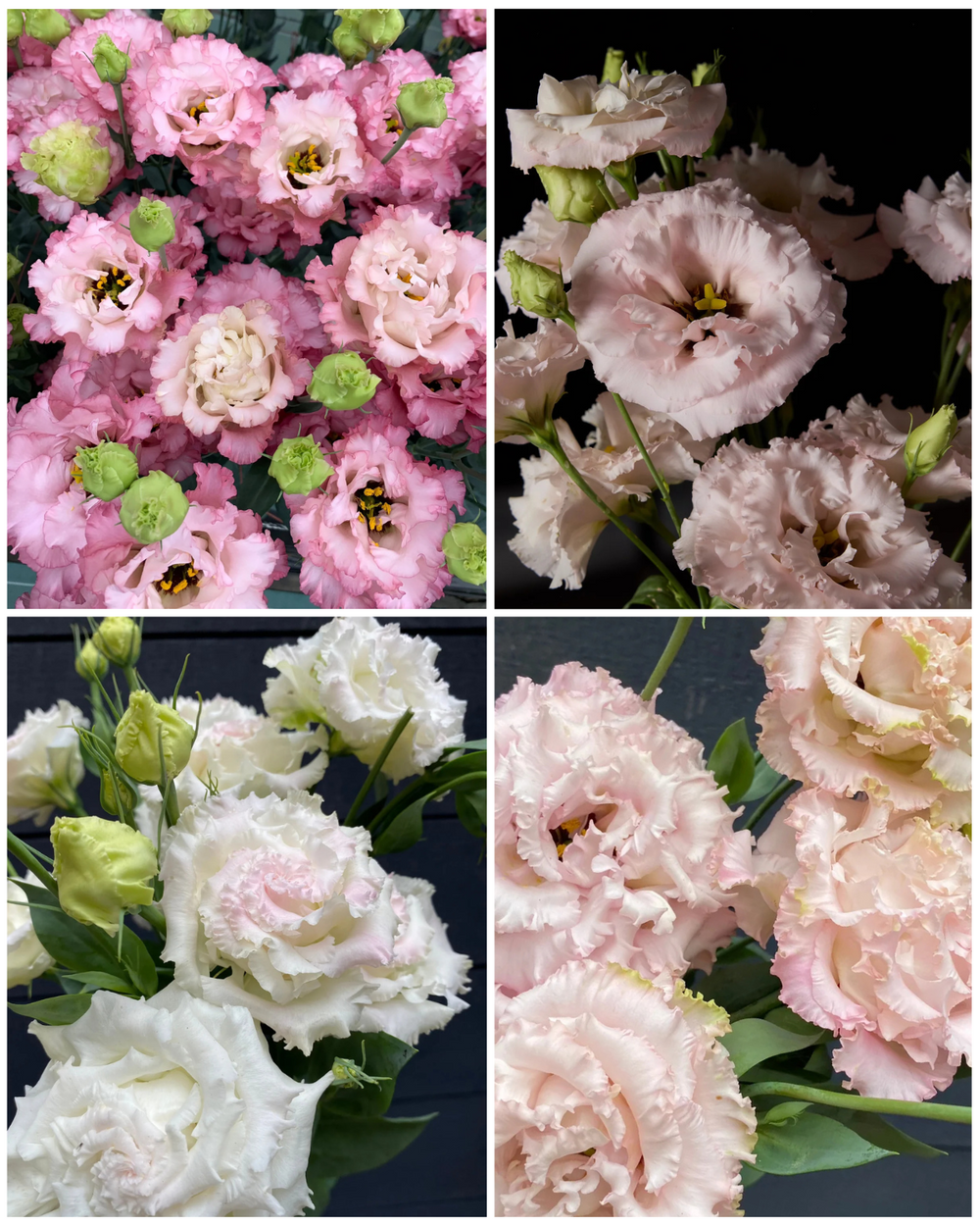 Barbie Playhouse Collection: Pink Lisianthus Plug Plants Assortment ...