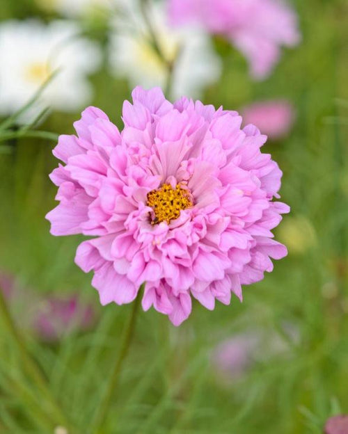 Cosmos Double Dutch Mix Plug Plants (8 pack) | Garden Club