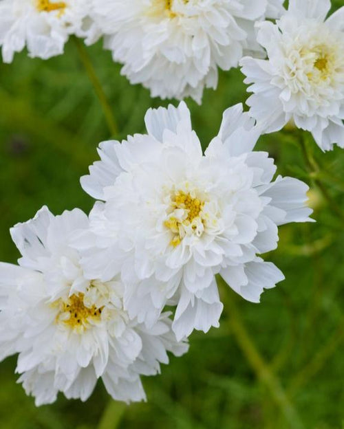 Cosmos Double Dutch Mix Plug Plants (8 pack) | Garden Club