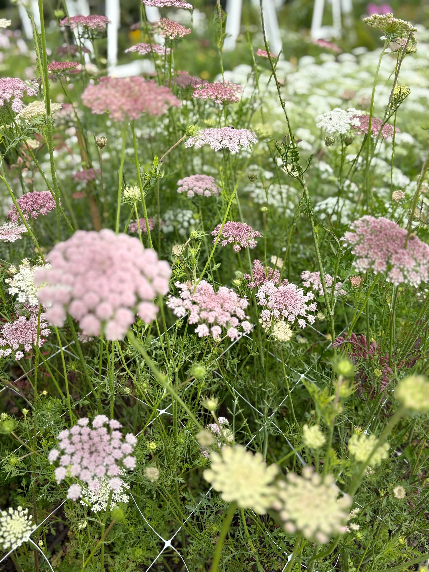 Daucus Growing Guide
