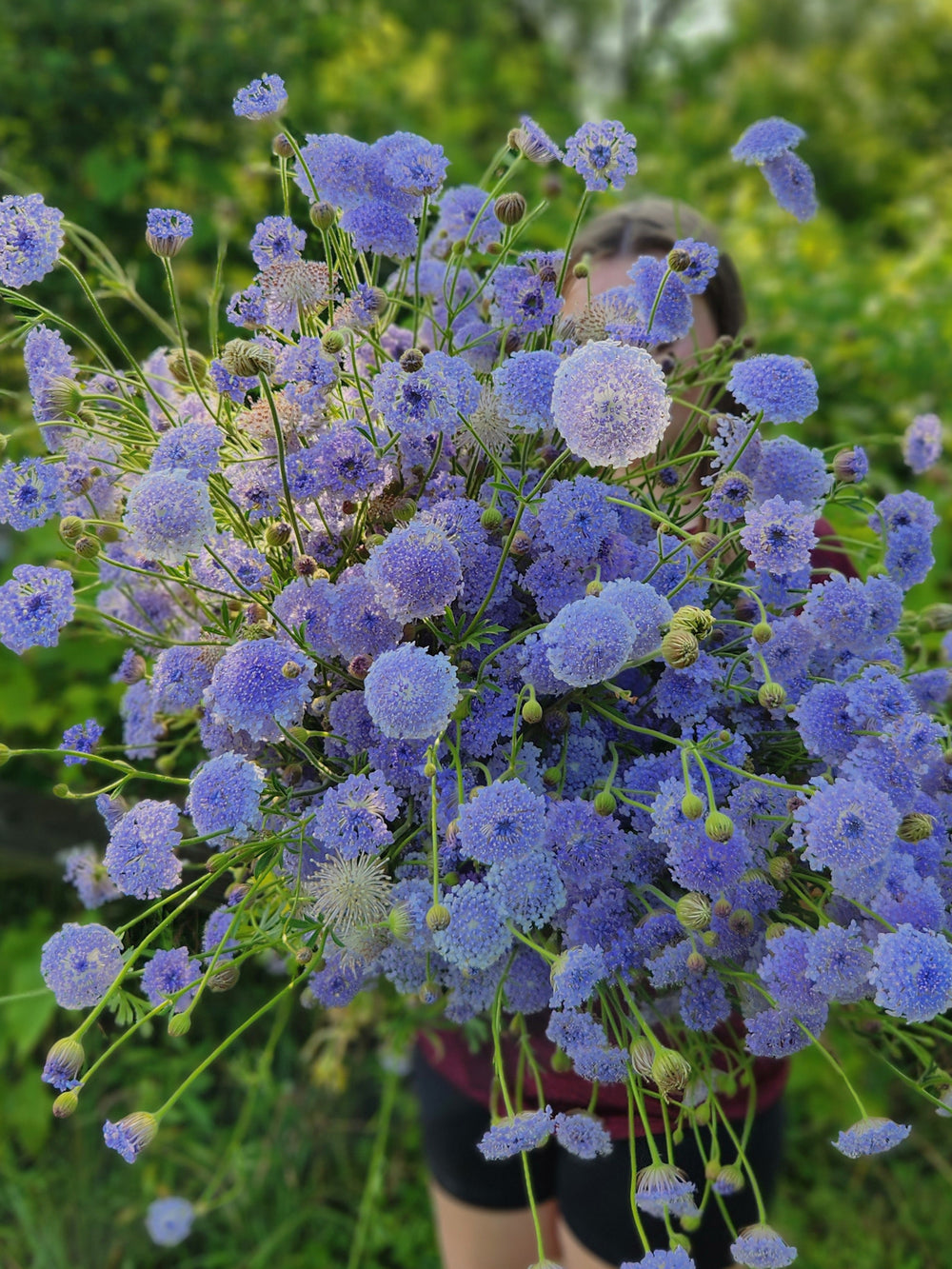 Didiscus Growing Guide