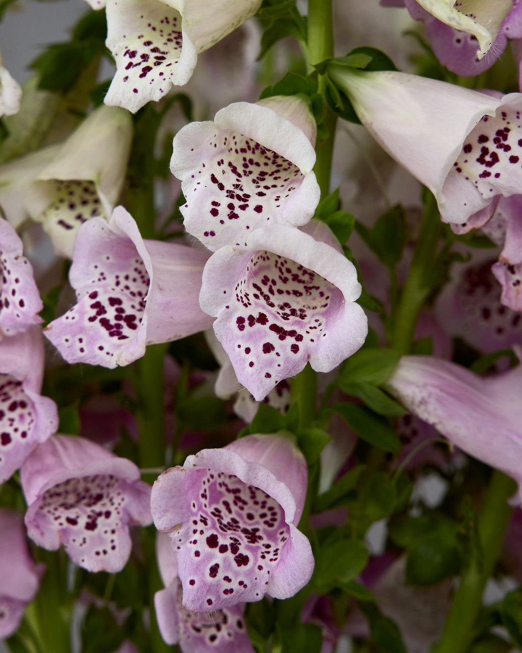 Digitalis Camelot Lavender Plug Plants (8 pack) | Garden Club
