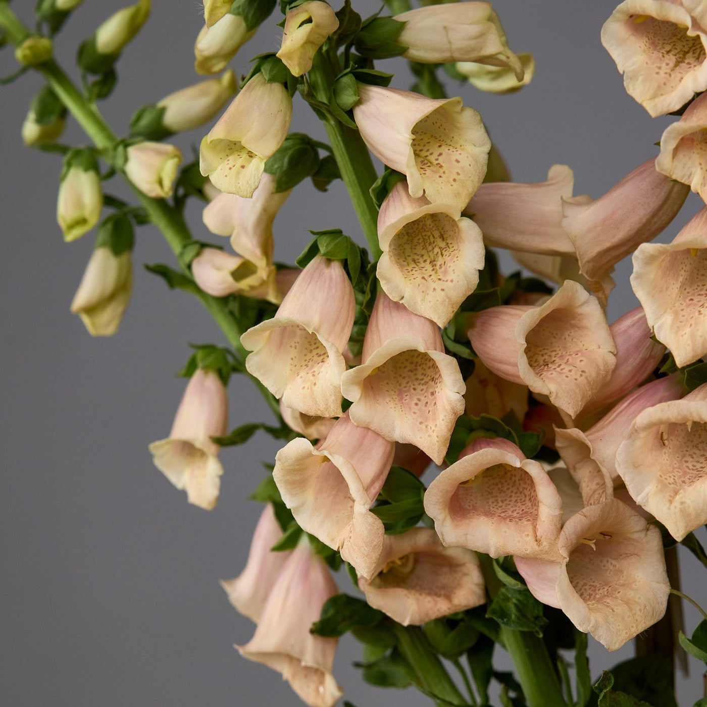 Digitalis Growing Guide