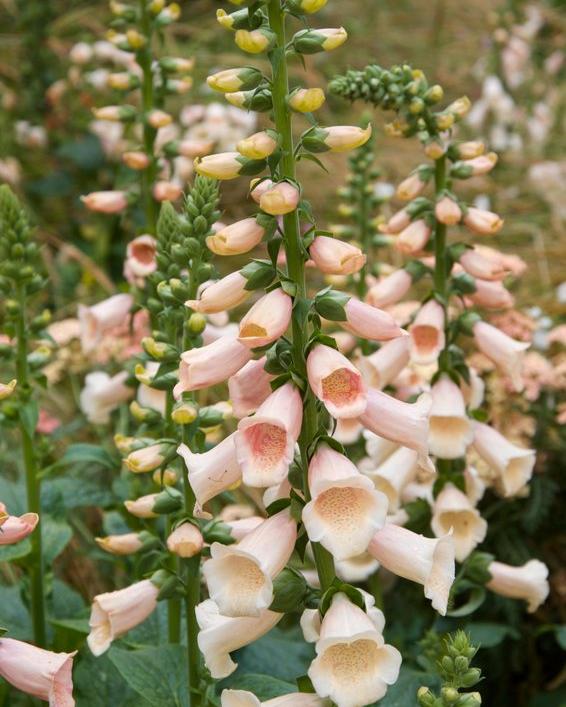 Digitalis Apricot Beauty Plug Plants (8 pack) | Garden Club