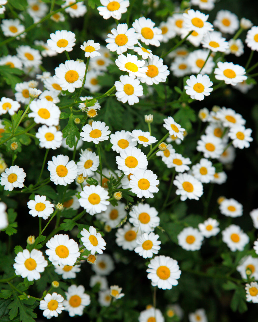 Matricaria Vegmo Single Plug Plants (8 pack) | Garden Club