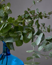 Eucalyptus Silver Dollar Plug Plants (8 pack) | Garden Club