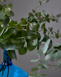 Eucalyptus Silver Dollar Plug Plants (8 pack) | Garden Club