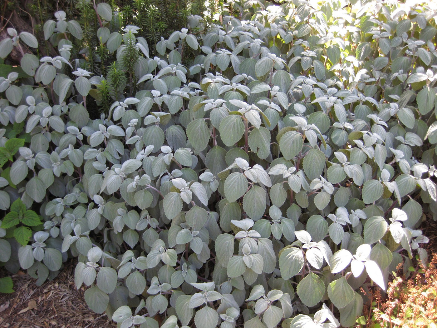 Plectranthus Growing Guide