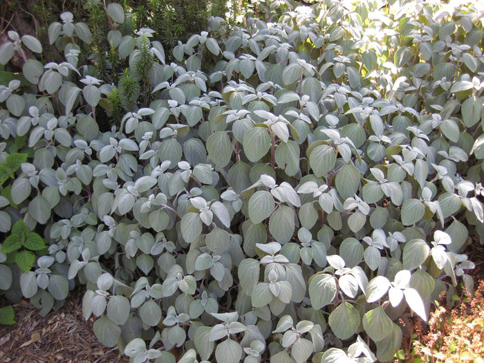 Plectranthus Growing Guide