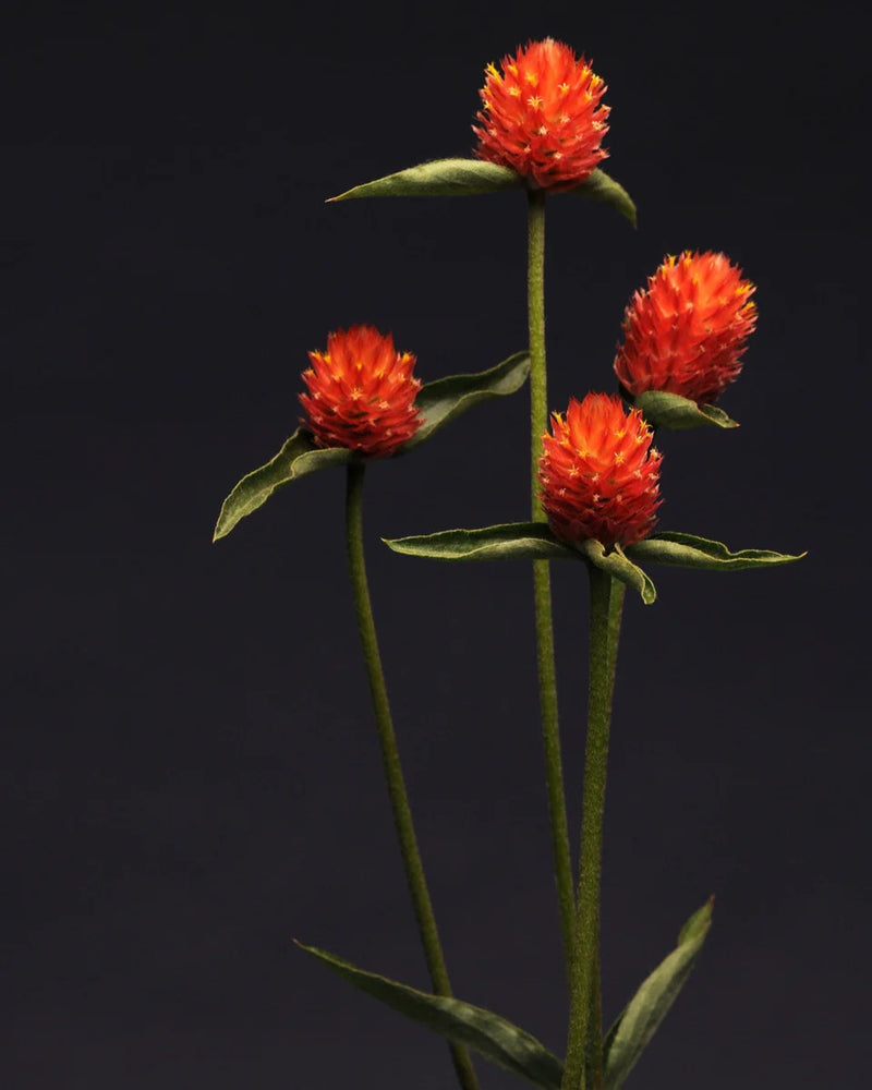 Gomphrena Growing Guide