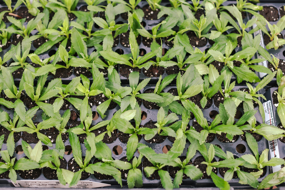 Gomphrena Growing Guide