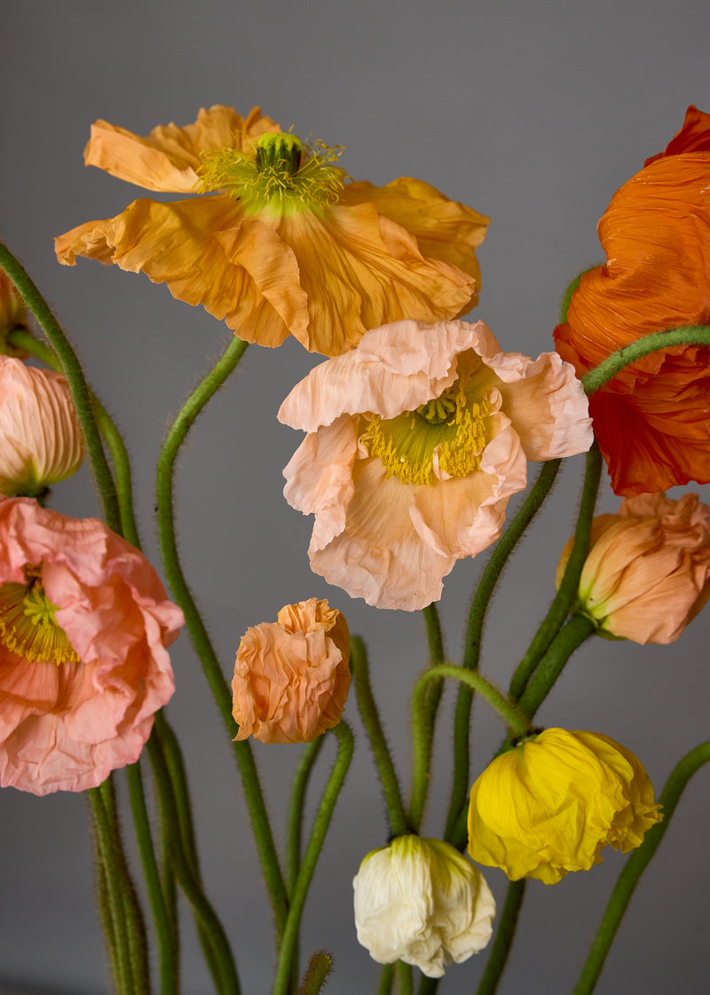 Poppy Growing Guide