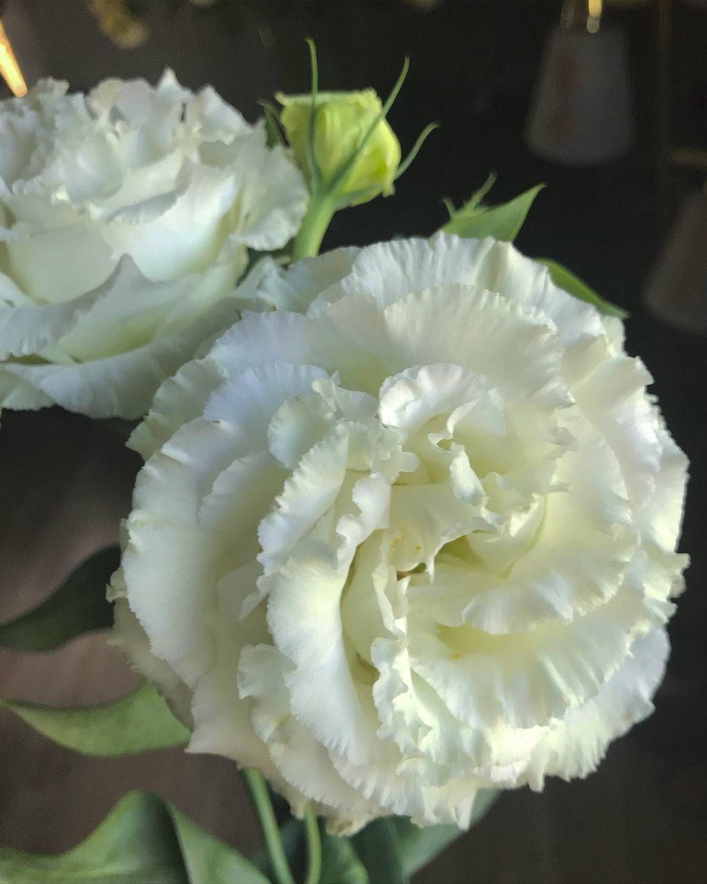 Lisianthus Voyage 2 White Plug Plants (8 pack) | Garden Club