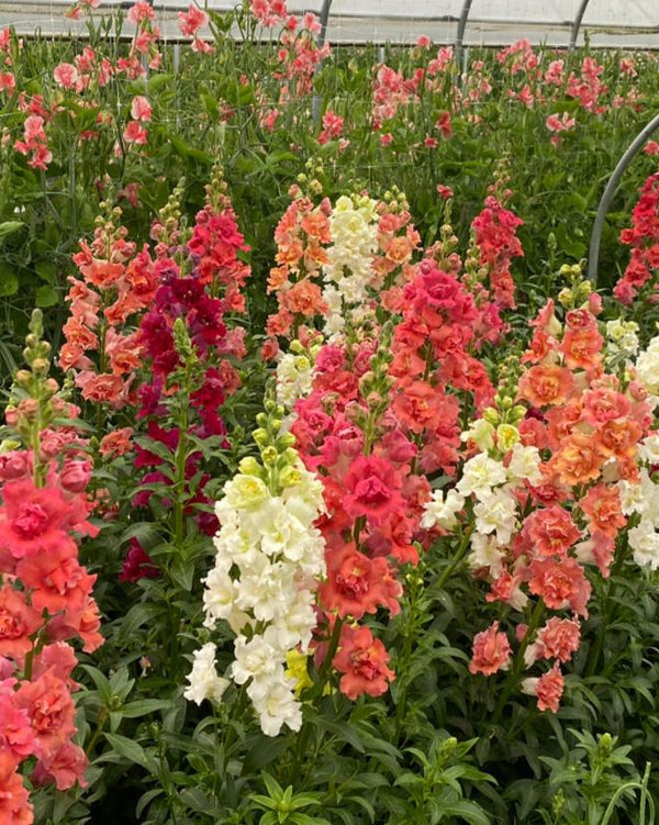 Snapdragon Madame Butterfly Mix Plug Plants (8 pack) | Garden Club