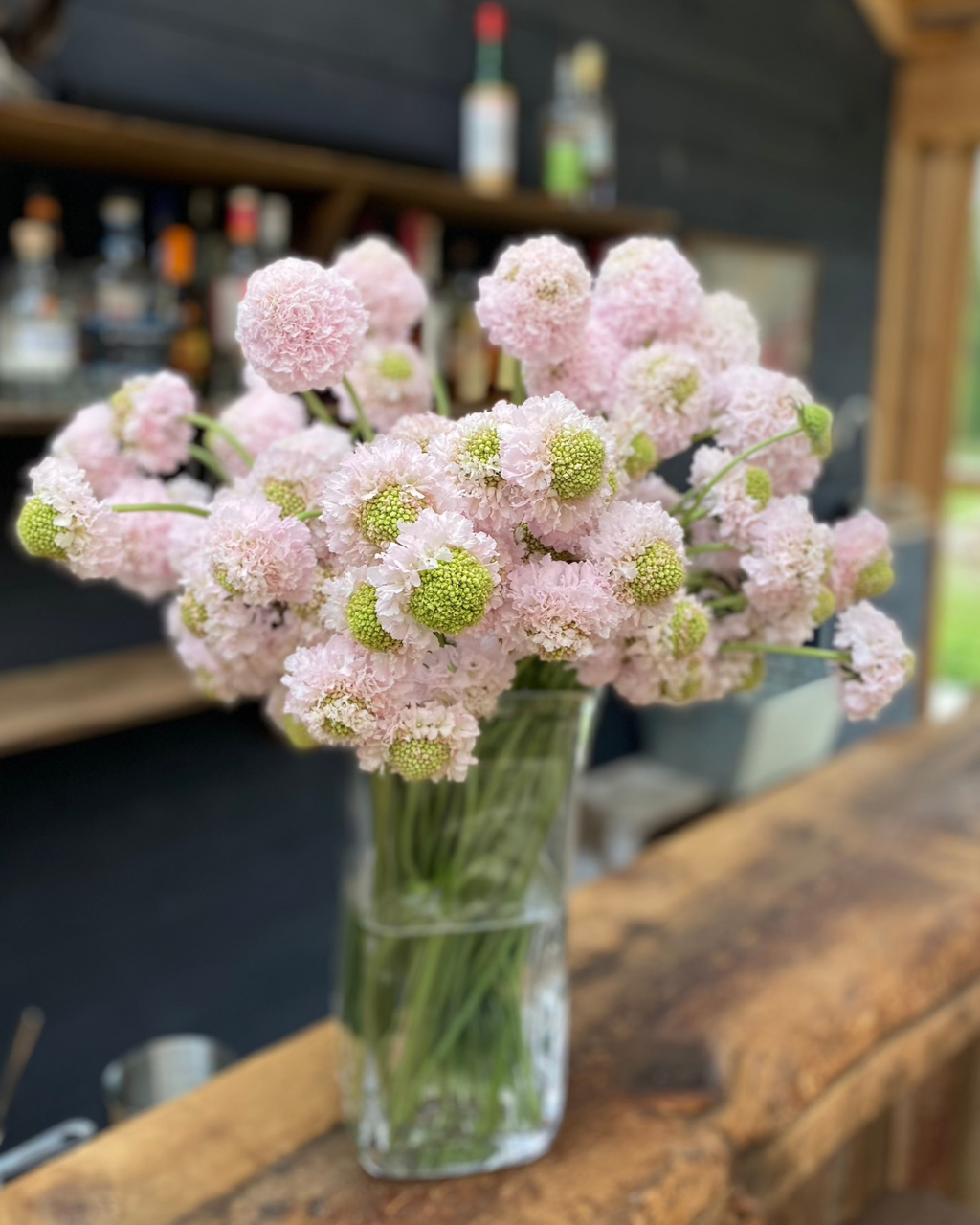 Scabiosa Bon Bon Scoop French Vanilla Plug Plants (3 pack) | Garden Club
