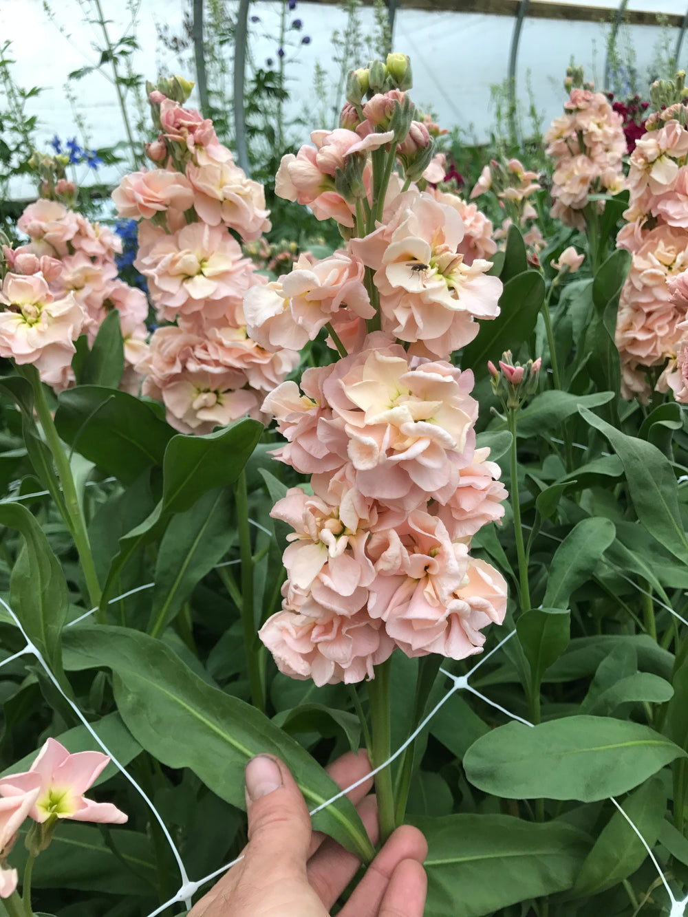 Stock Iron Apricot (8 plugs)