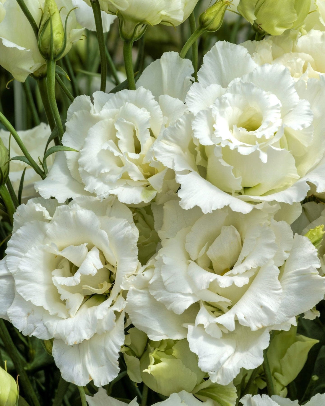Lisianthus Voyage 2 White Plug Plants (8 pack) | Garden Club