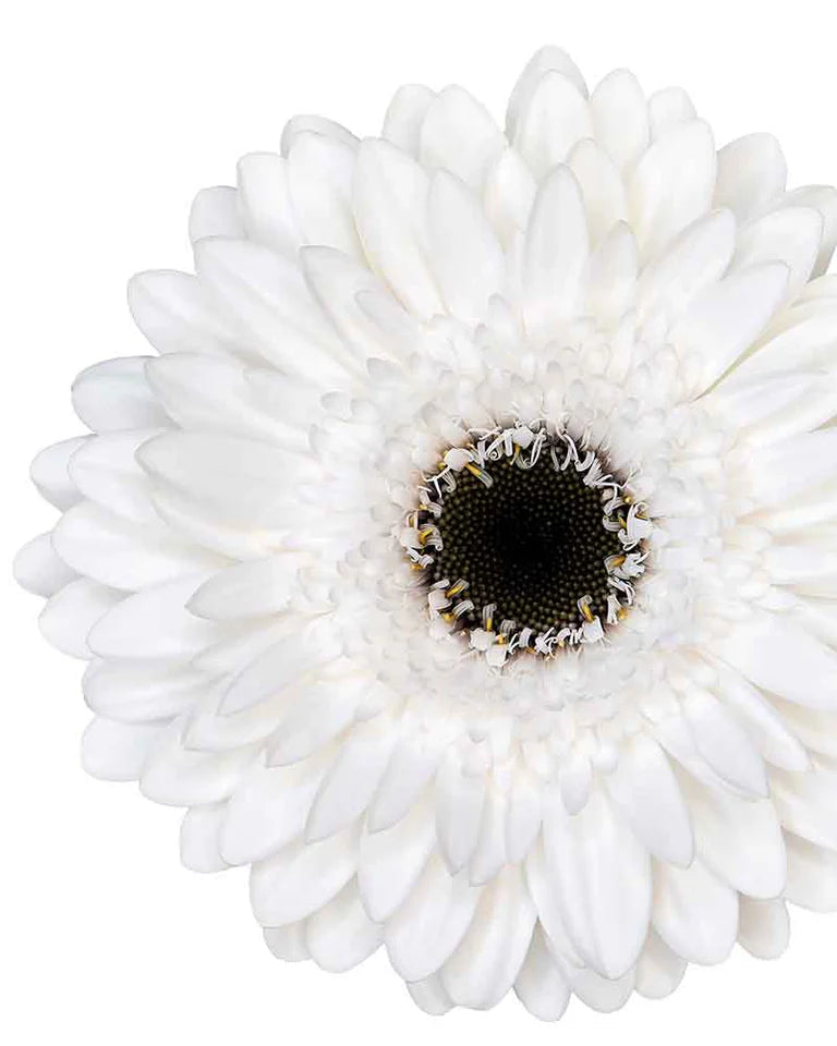 Gerbera Standard Orca Plug Plants (3 pack) | Garden Club