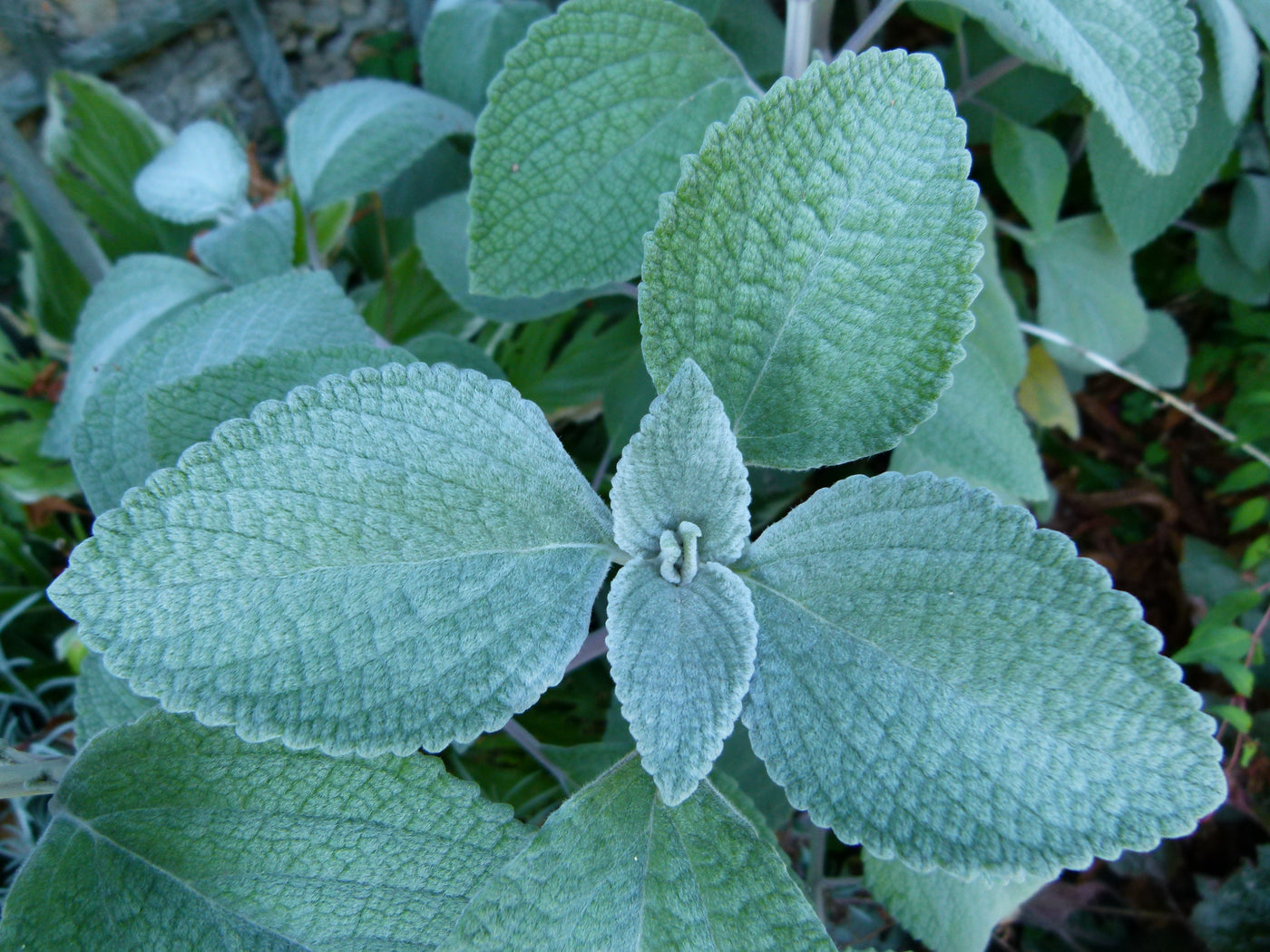 Plectranthus Growing Guide