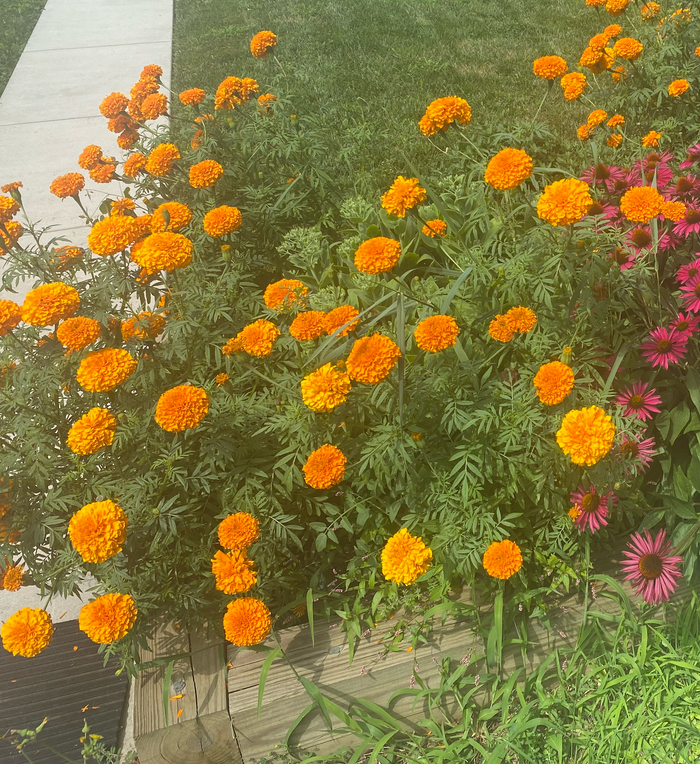Marigold Growing Guide