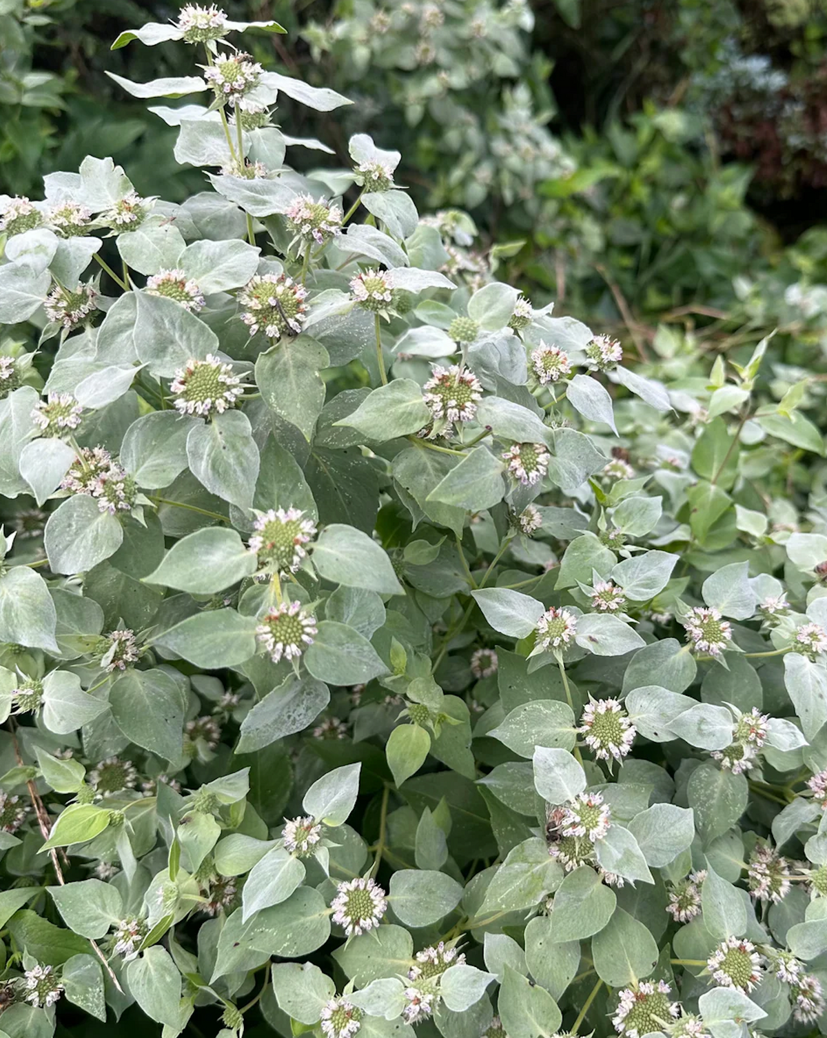 Mountain Mint Plant
