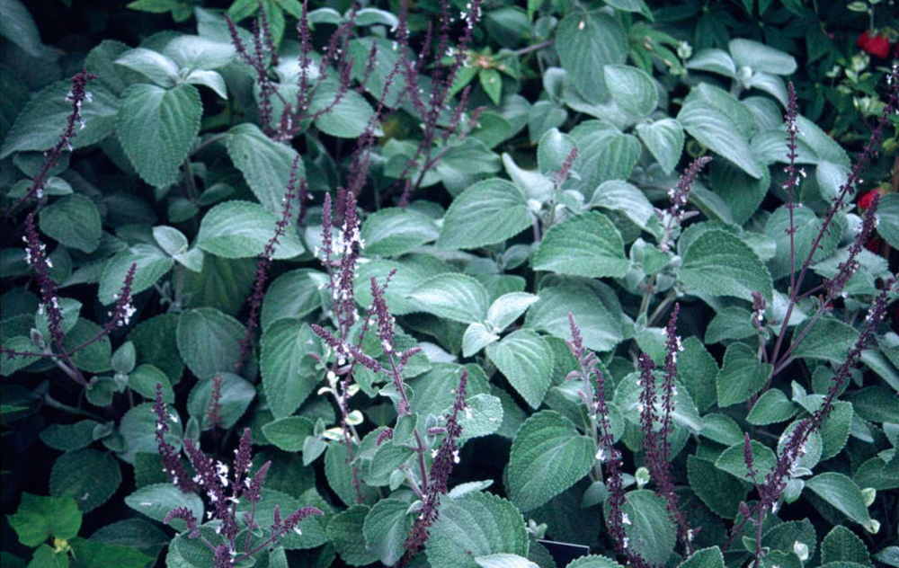 Plectranthus Growing Guide