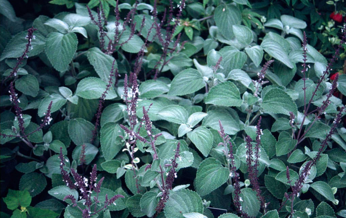 Plectranthus Growing Guide