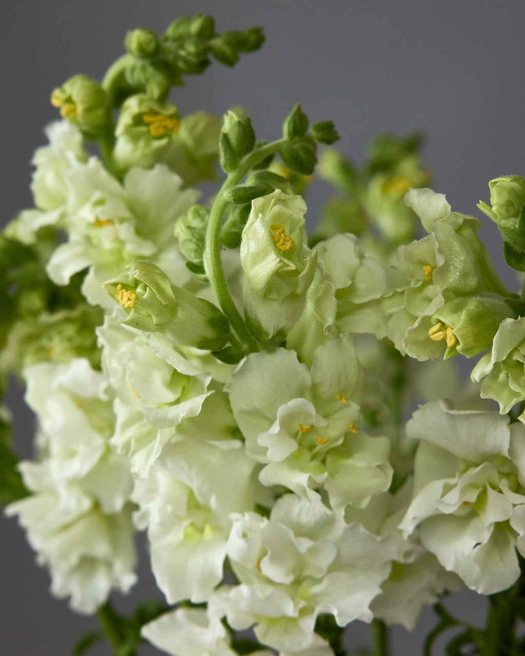 Snapdragon Madame Butterfly Ivory Plug Plants (8 pack) | Garden Club