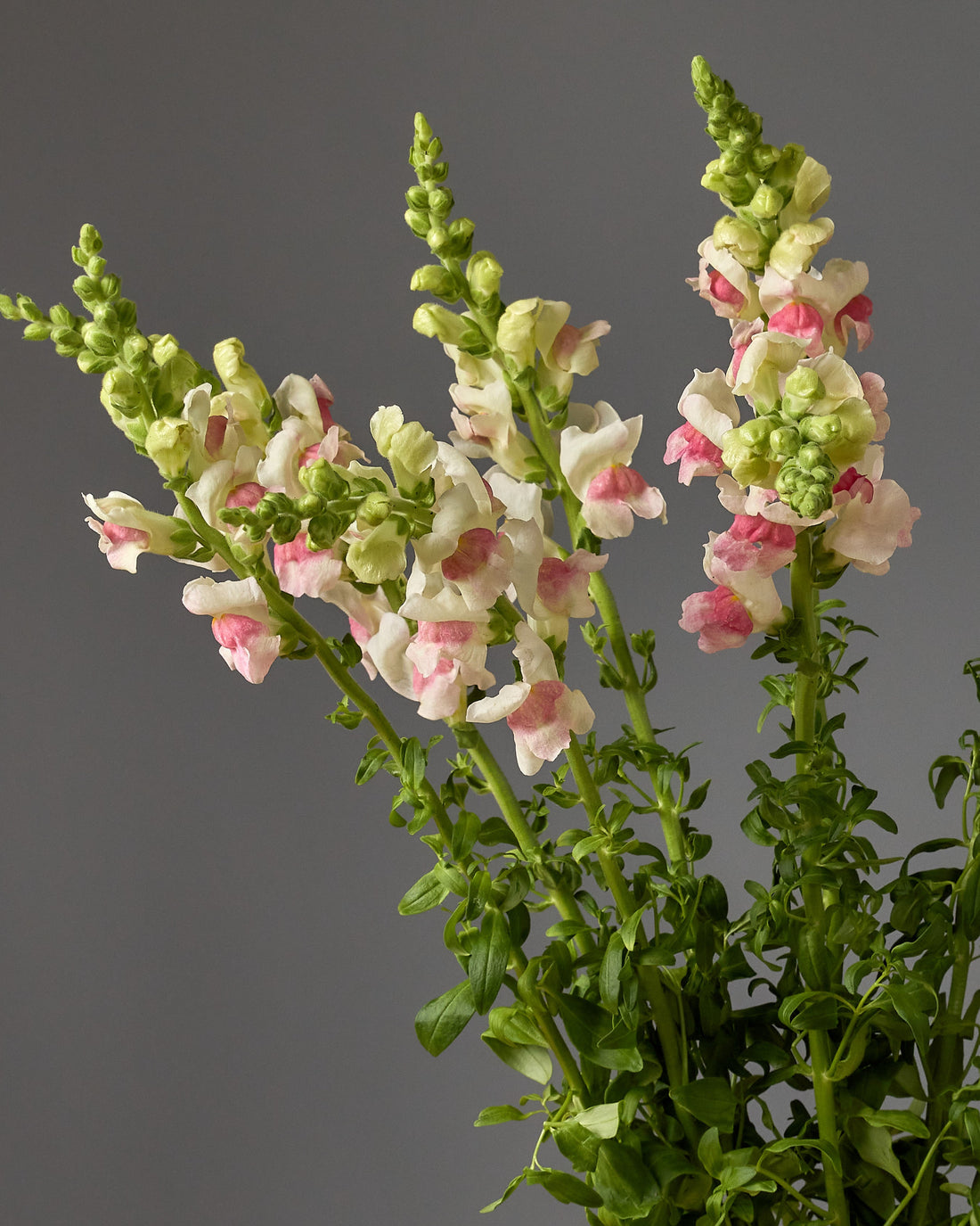 Snapdragon Maryland Apple Blossom Plug Plants (8 pack) | Garden Club