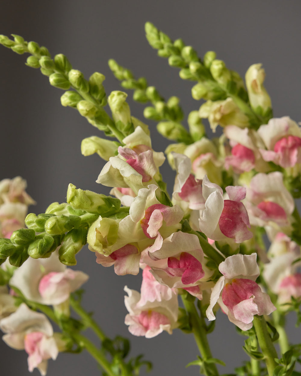 Antirrhinum (Snapdragon) Growing Guide