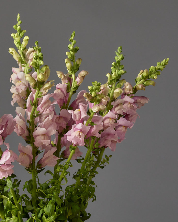 Snapdragon Maryland Lavender Plug Plants (8 pack) | Garden Club