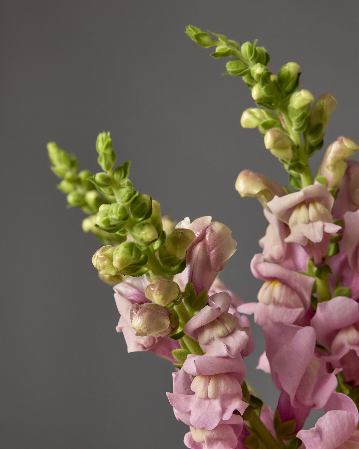 Snapdragon Maryland Lavender (8 plugs)